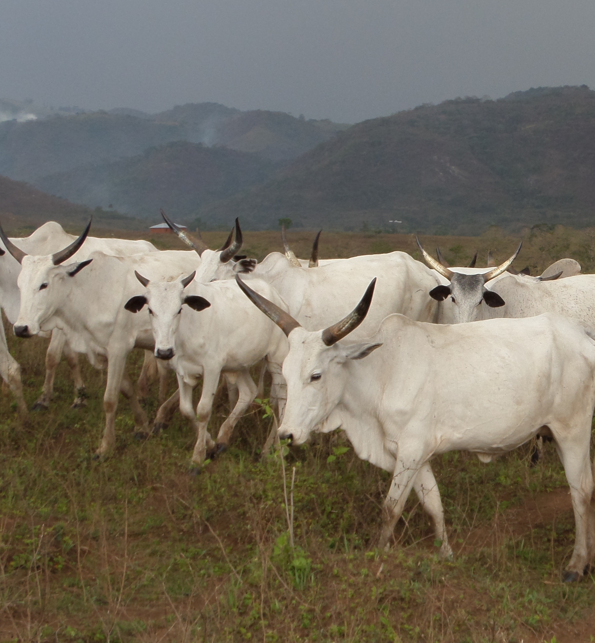 Cooking with Cow Manure - Village Aid